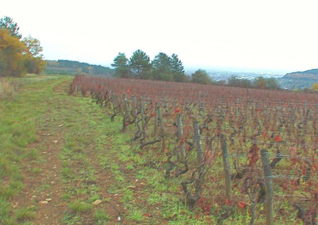 Henry-Frédéric Roch introduce “Au dessus des Gollardes” - Domaine ...