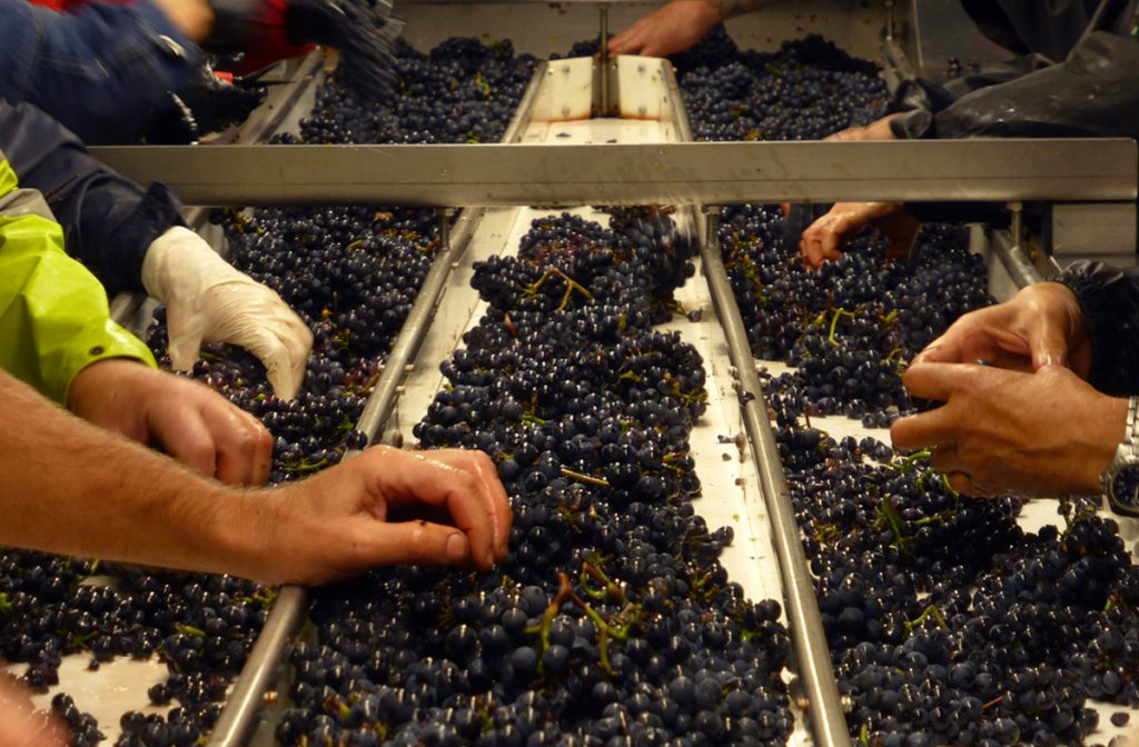 Yannick Champ: about 2017 vintage - Domaine Prieuré Roch